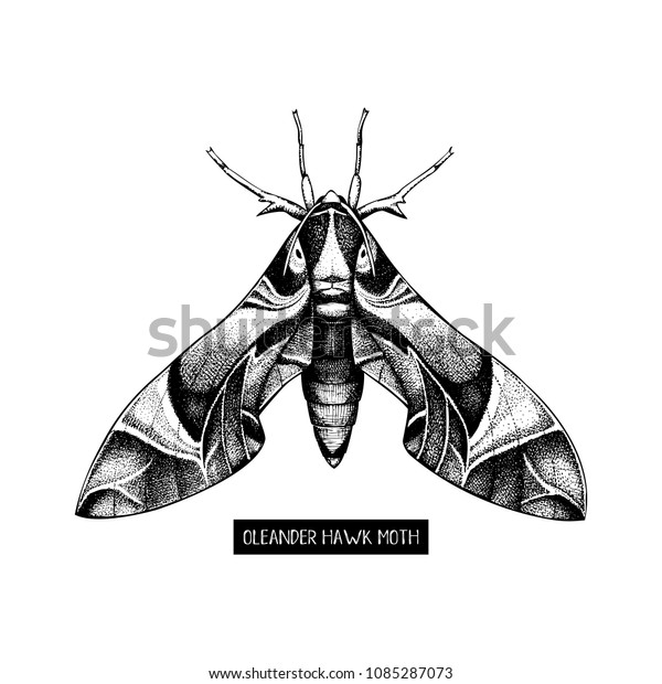 Oleander Hawk Moth Drawing Isolated On Stock Vector (Royalty Free ...