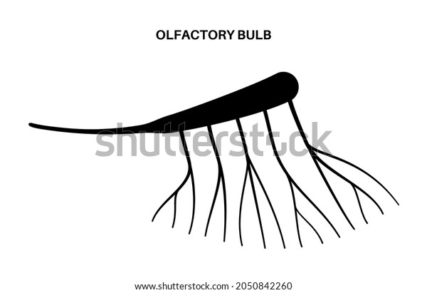 Olfactory Nerve Anatomical Icon Human Nasal Stock Vector (Royalty Free ...