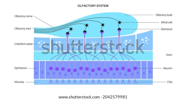 Olfactory System Anatomical Poster Olfactory Nerve: vetor stock (livre ...
