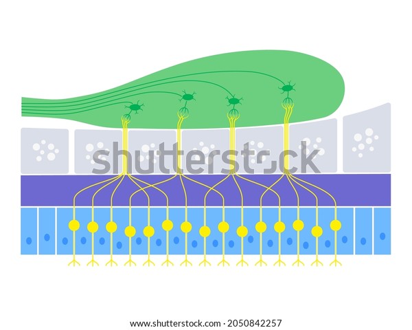 Olfactory System Anatomical Poster Olfactory Nerve Stock Vector ...
