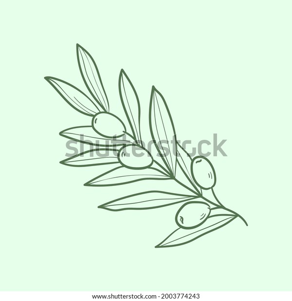 Olive Branch Line Vector Illustration Detailed Stock Vector (Royalty ...