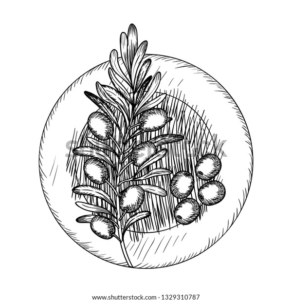 Olive Flower Drawing Isolated Icon Stock Vector (Royalty Free ...