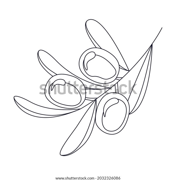 Olive Hand Drawing Vector Illustration Outline Stock Vector (Royalty ...