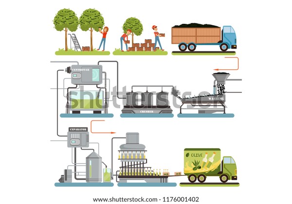 Olive Oil Production Process Stages Harvesting Stock-vektor (royaltyfri ...