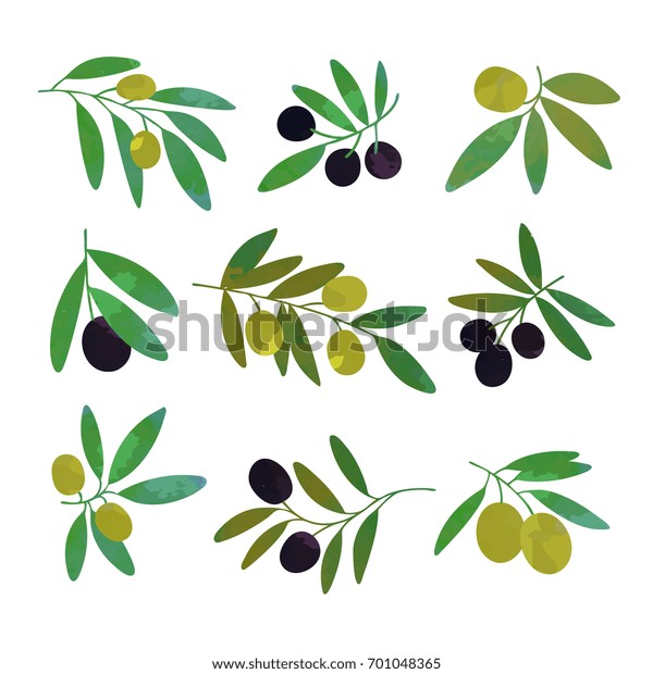 Olive Tree Branches Set Colorful Vector Stock Vector (Royalty Free ...