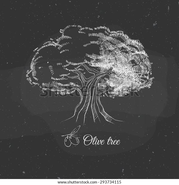 Olive Tree Handdrawn On Chalkboard Stock Vector (Royalty Free ...