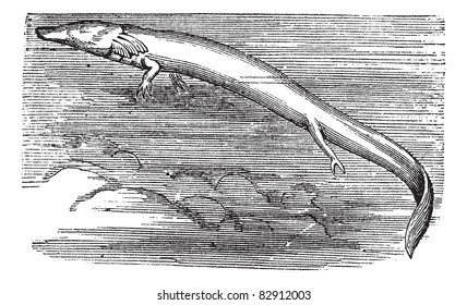 56 Blind cave fish Images, Stock Photos & Vectors | Shutterstock