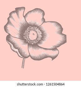 One Big Graphic Hand Drawn Poppy Stock Vector (Royalty Free) 1261504864 ...
