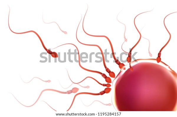 One Sperm Human Semen White Back Stock Vector (Royalty Free) 1195284157 ...
