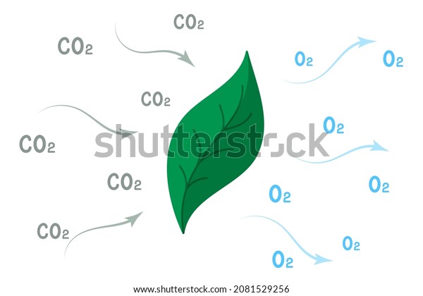 One Stages Photosynthesis Conversion Carbon Dioxide Stock Vector ...