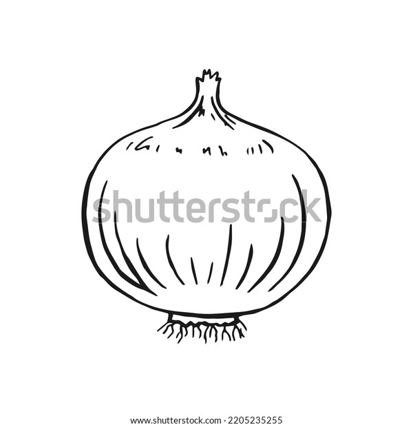 Onion Outline Hand Drawn Vector Illustration Stock Vector (Royalty Free ...