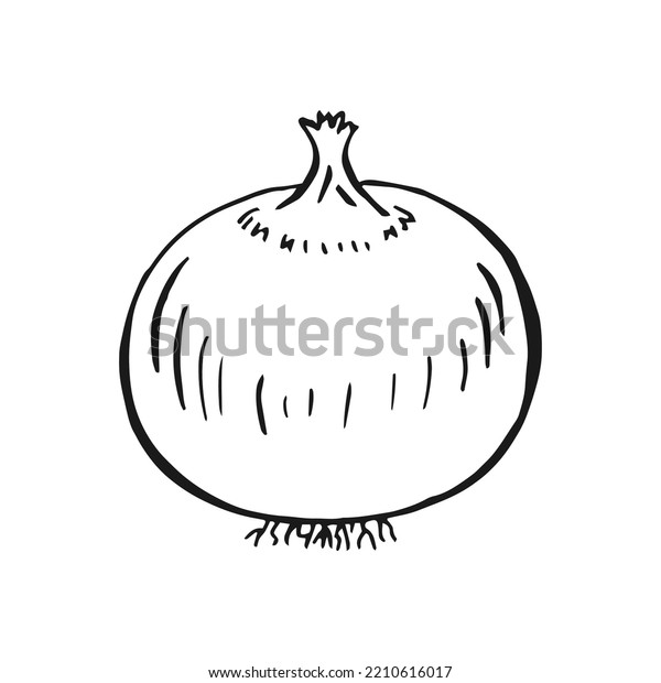 Onion Outline Hand Drawn Vector Illustration Stock Vector (Royalty Free ...