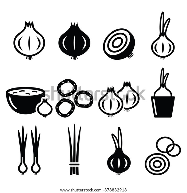 Cebolla, iconos de las cebollas de primavera