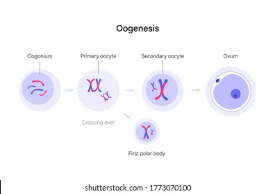 Oogenesis Cell Division Diploid Cells Dna Stock Vector (Royalty Free ...