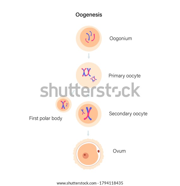 Oogenesis Cell Division Diploid Cells Dna 库存矢量图（免版税）1794118435 ...