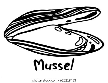 Open Mussel Shell Meat Hand Drawn Stock Vector (Royalty Free) 625219433 ...
