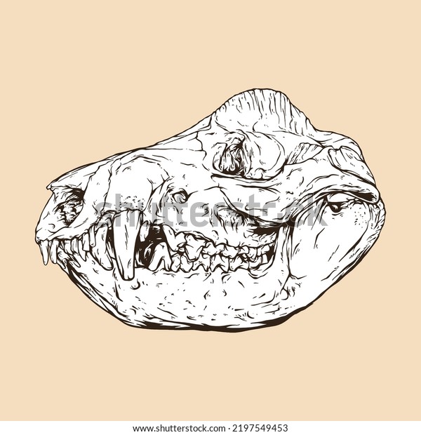 Opossum Skull Head Vector Illustration Stock Vector (Royalty Free ...