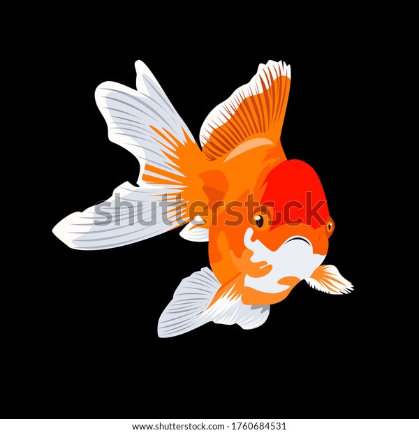 Oranda Goldfish Logo Vector Design Stock Vector (Royalty Free) 1760684531