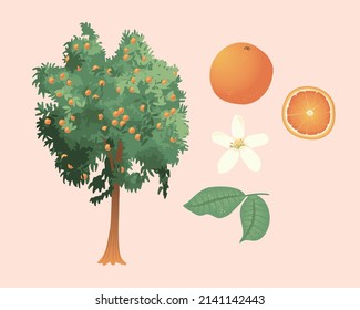 Orange Tree Flower Fruit Vector Illustration Stock Vector (Royalty Free ...