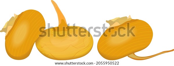Orange Turnip Banners Flyers Posters Cards Stock Vector (Royalty Free ...