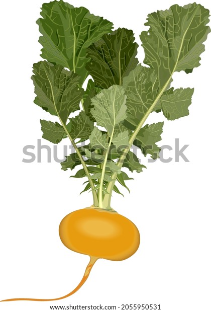 Orange Turnip Banners Flyers Posters Cards Stock Vector (Royalty Free ...