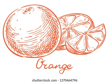 Orange Vector Sketch Hand Drawing Stock Vector (Royalty Free ...