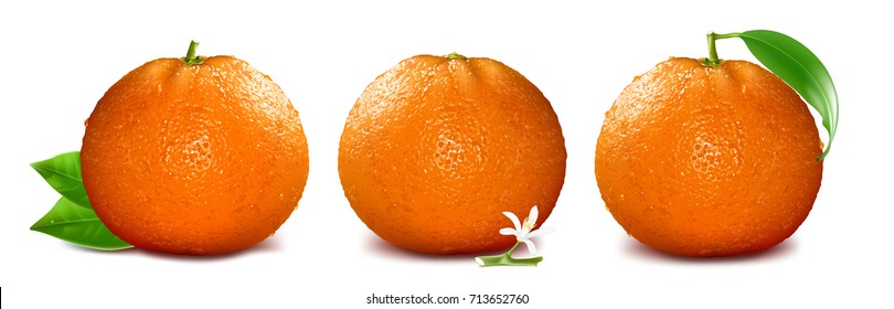 Orange Whole Slices Oranges Vector Illustration Stock Vector Royalty