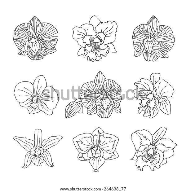 Orchid Flowers Vector Illustration: vector de stock (libre de regalías ...