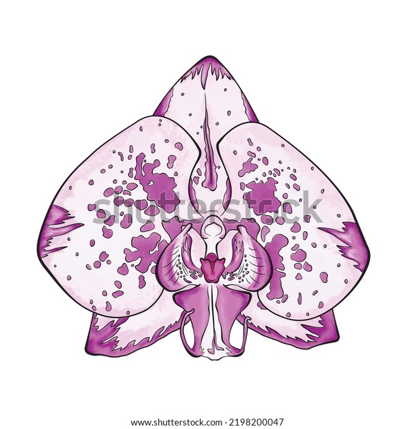 Orchid Vector Colorful Illustration Isolated Orchid Stock Vector