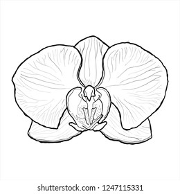 Orchid Vector Flower Sketch Line Drawing Stock Vector (Royalty Free ...