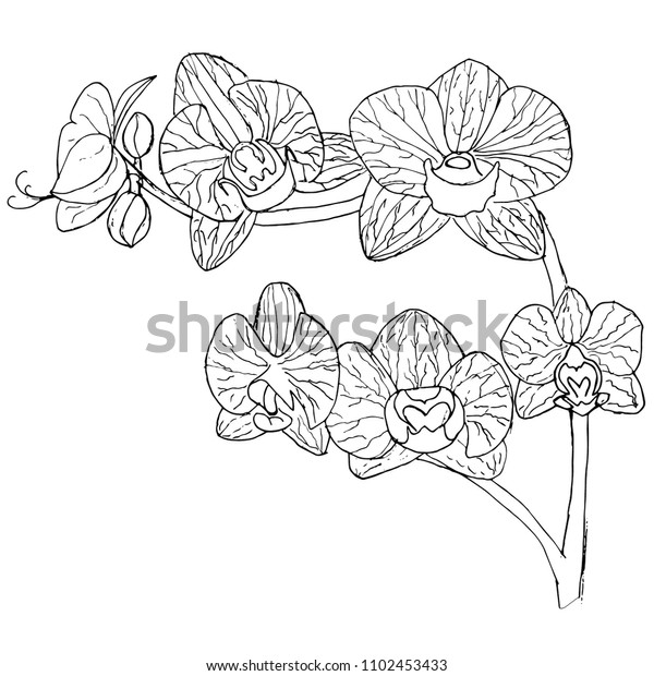 Orchids Line Art Hand Drawn Vector 스톡 벡터(로열티 프리) 1102453433