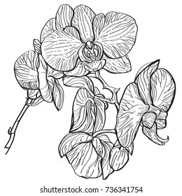 Orchids Vector Illustration Flower Isolated On Stock Vector (Royalty ...