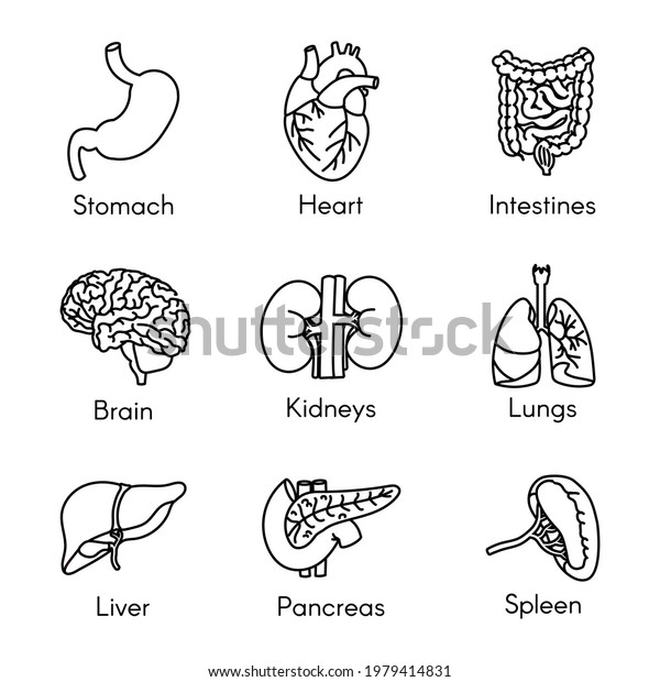 Organs Anatomy Flat Line Icons Set Stock Vector (Royalty Free) 1979414831