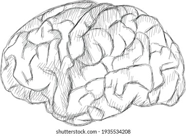 Original Sketch Illustration Brains Illustration Stock Vector (Royalty ...