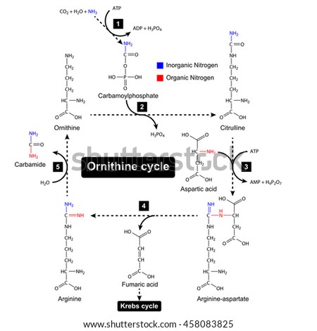 Ornithine Cycle Color Focus Nitrogen Sources Stock Vector (Royalty Free ...