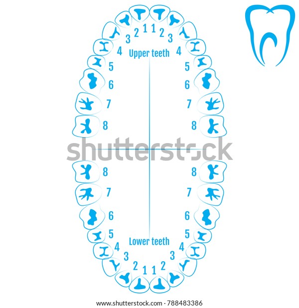 Human Tooth Chart Stock Vector Illustration Of Teeth