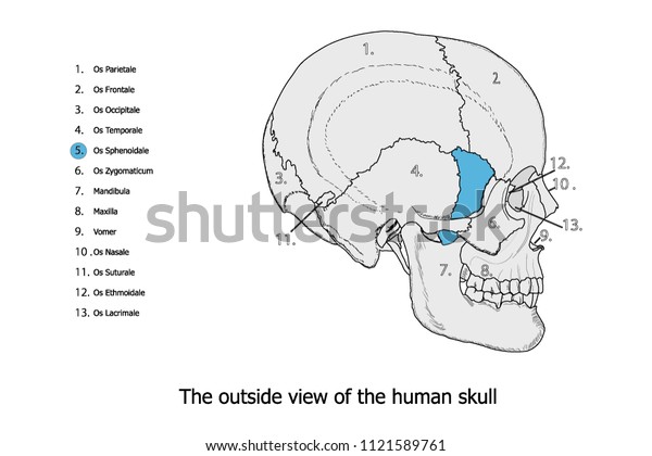 Os Sphenoidale Colored Blue Anatomy Illustration Stock Vector (Royalty ...