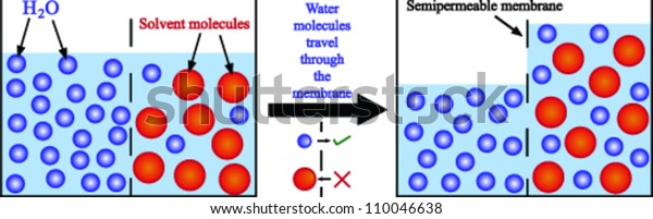 Osmosis Scheme Explanation Stock Vector (Royalty Free) 110046638