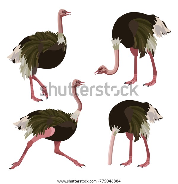Ostrich Collection Set Vector Illustration Isolated Stock Vector ...