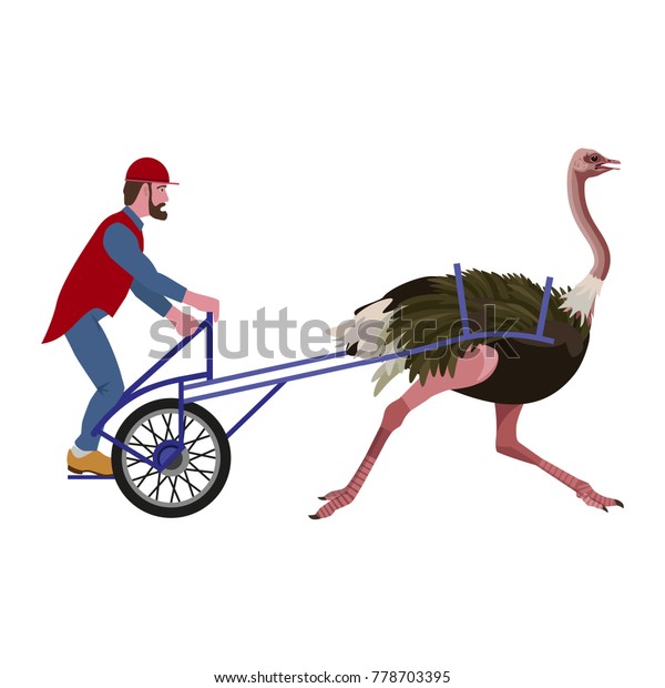 Ostrich Racing Large Bird Pulling Rider Stock Vector (Royalty Free ...