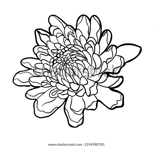 Outline Asters Flower Isolated On White Stock Vector (Royalty Free ...