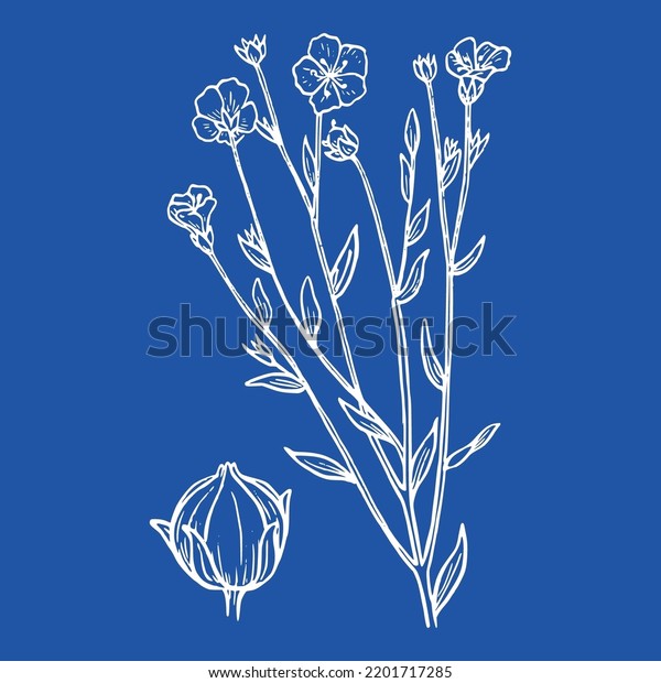 Outline Botany Plant Biology Vector Stock Vector (Royalty Free ...