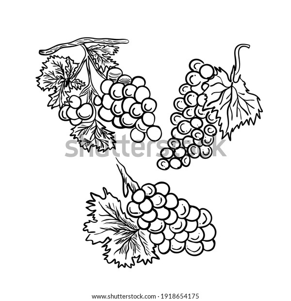 57,505 Uvas Dibujo Images, Stock Photos & Vectors | Shutterstock