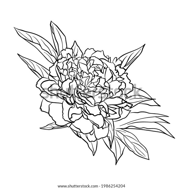 Outline Peony Bud Vector Isolated Clipart Stock Vector (Royalty Free ...