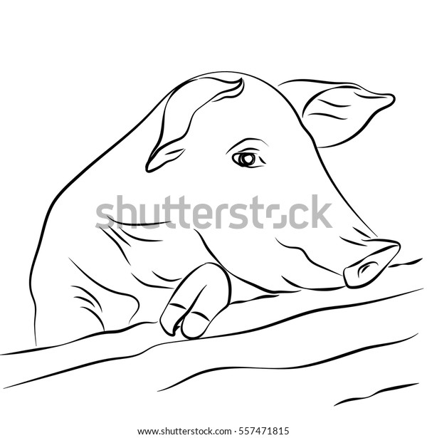 Outline Portrait Pig Stock Vector (Royalty Free) 557471815 | Shutterstock