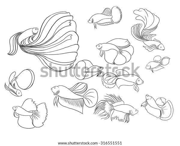 Outline Siamese Fighting Fish Betta Isolated Stock Vector (Royalty Free ...