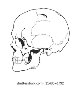 Outline Skull Bone Stock Vector (Royalty Free) 1148576732 | Shutterstock