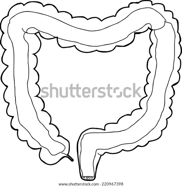 Outlined Single Human Large Intestine Cartoon Stock Vector (Royalty ...
