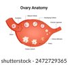 61+ Thousand Ovary Royalty-Free Images, Stock Photos & Pictures ...