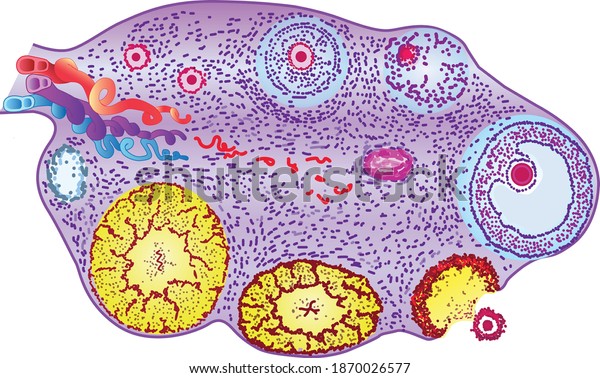 Ovary Structure Forming Corpus Luteum Stock Vector (Royalty Free ...